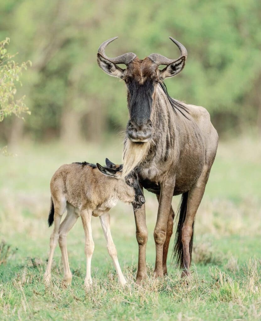 Get To Know The Blue Wildebeest | Wildest
