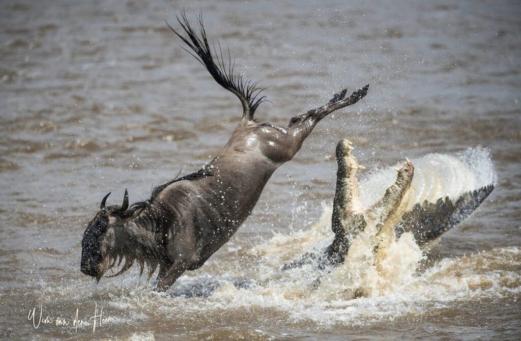 Get To Know The Blue Wildebeest | Wildest