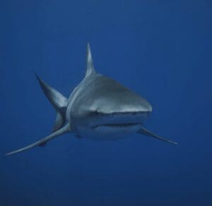 Get to Know the Bull Shark | Wildest