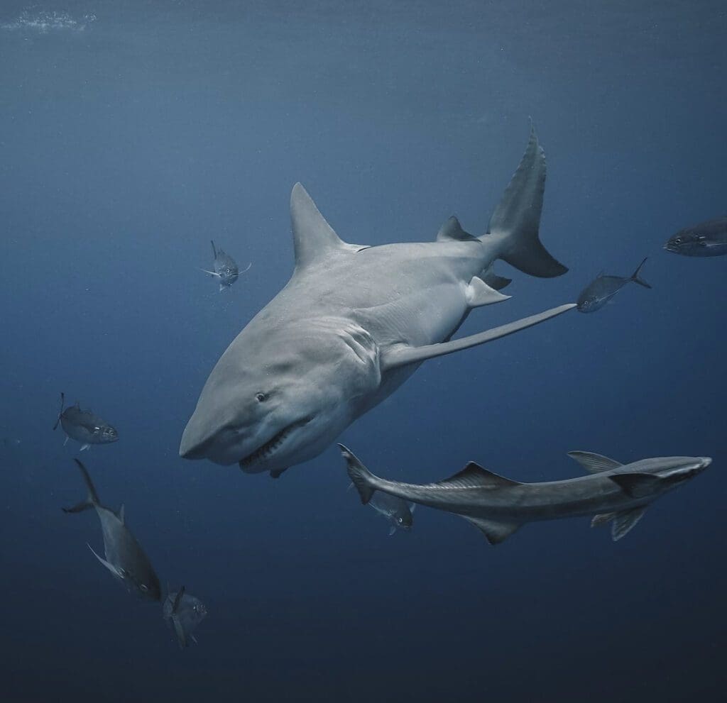 Get to Know the Bull Shark | Wildest