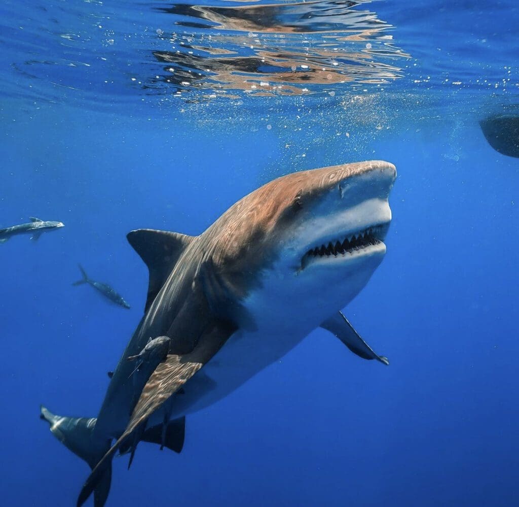 Get to Know the Bull Shark | Wildest