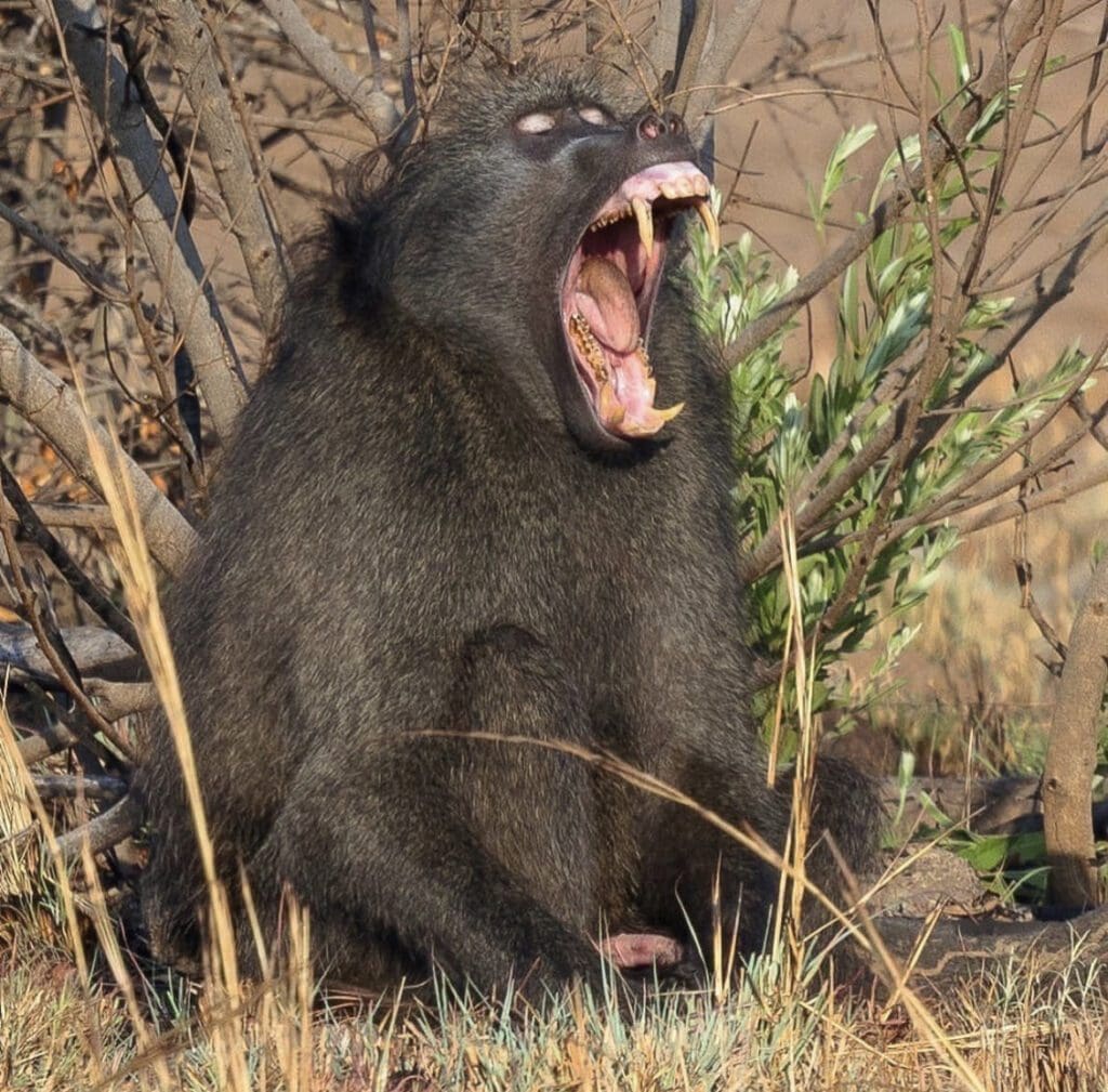 Get To Know The Chacma Baboon | Wildest