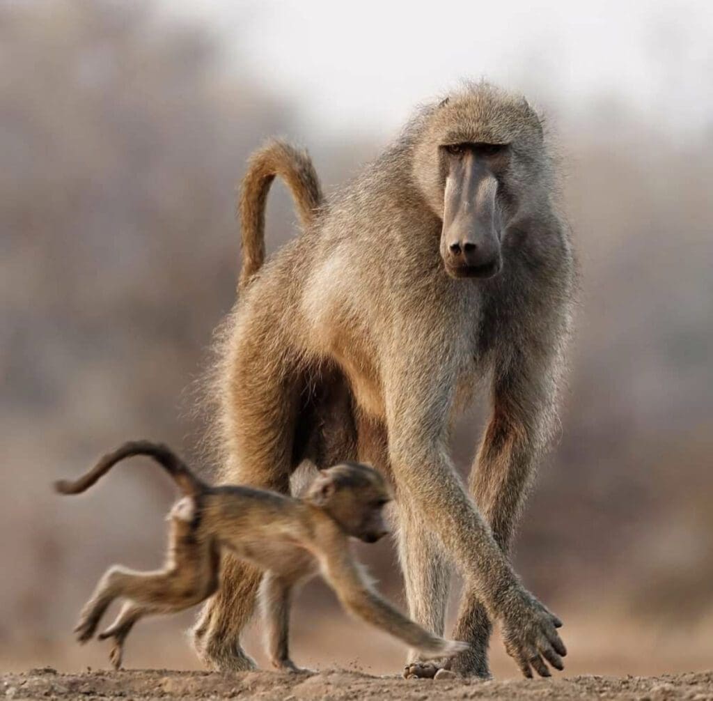 Get To Know The Chacma Baboon | Wildest