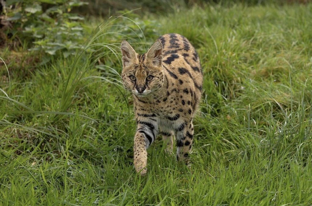 Get to Know the Serval - Africa's Savannah Cat | Wildest