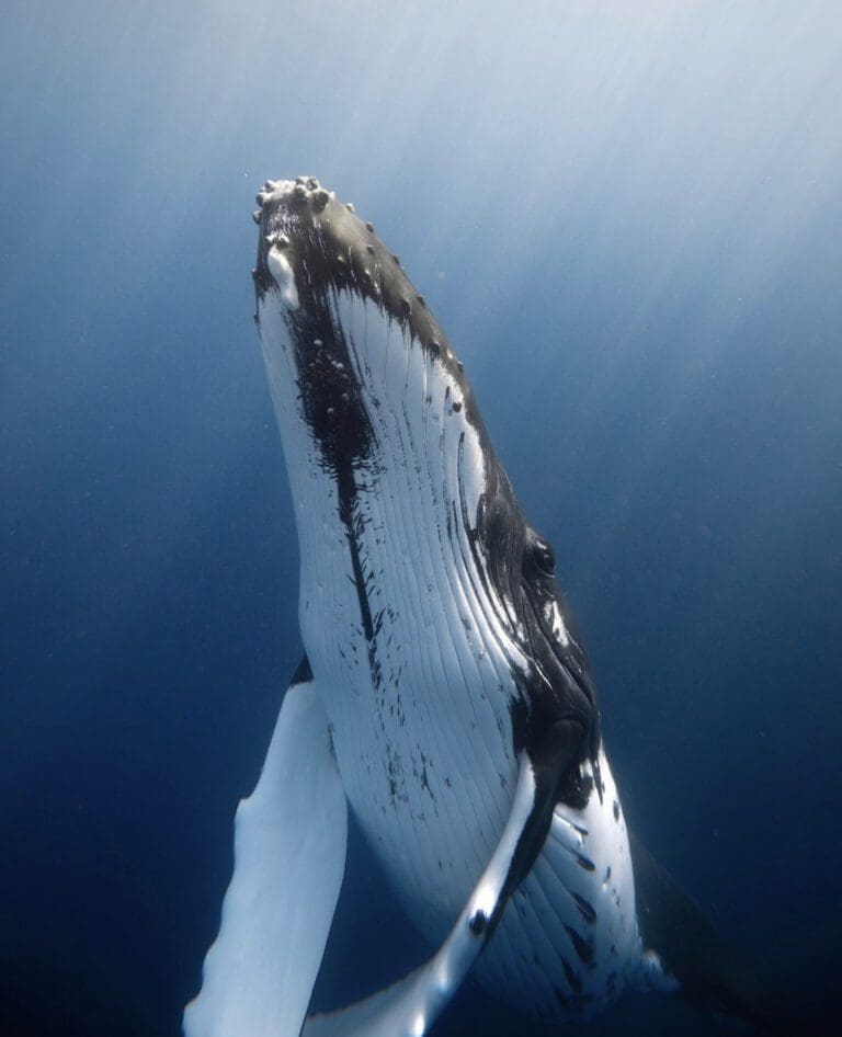 Get To Know The Humpback Whale | Wildest
