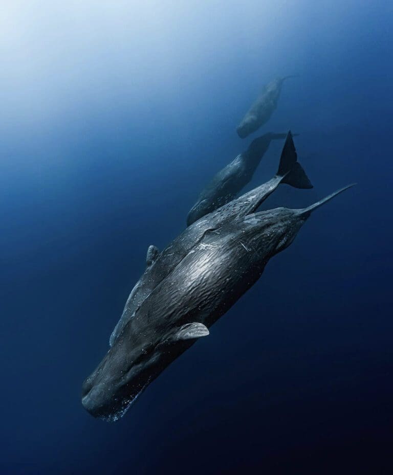 Get To Know The Sperm Whale | Wildest