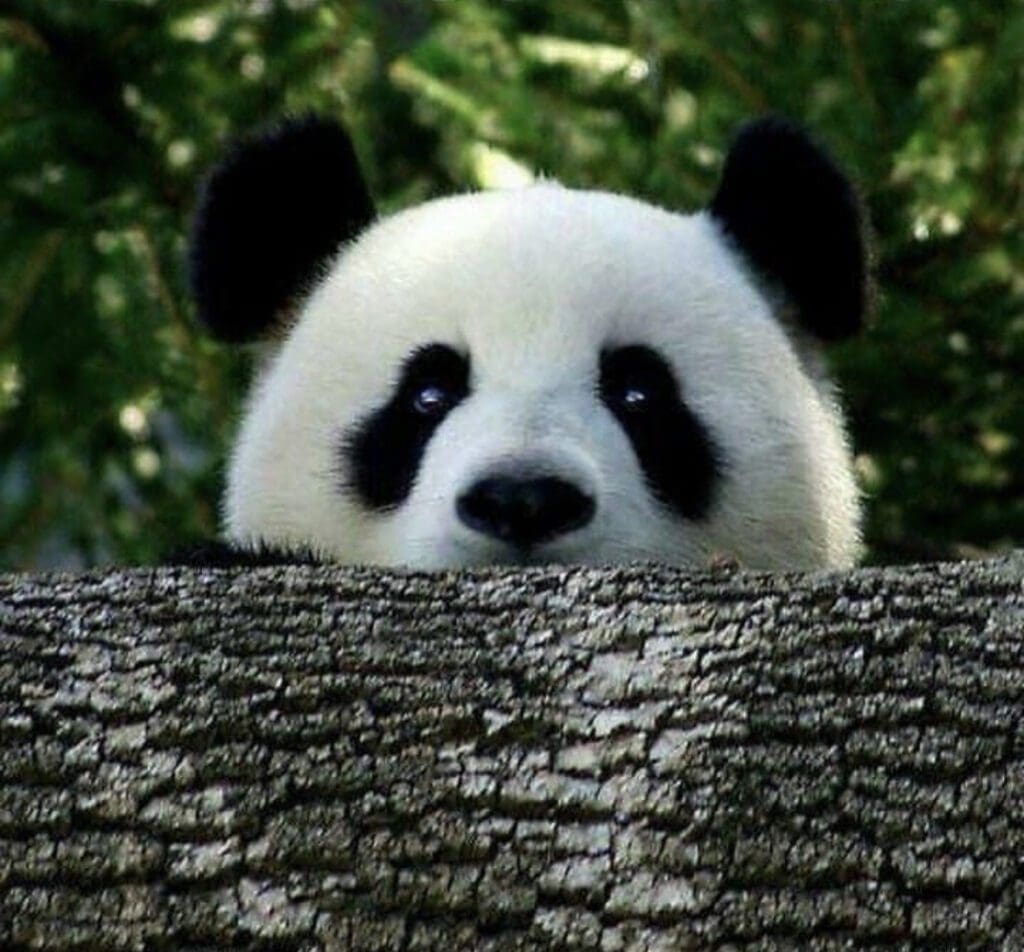 Get To Know The Panda | Wildest