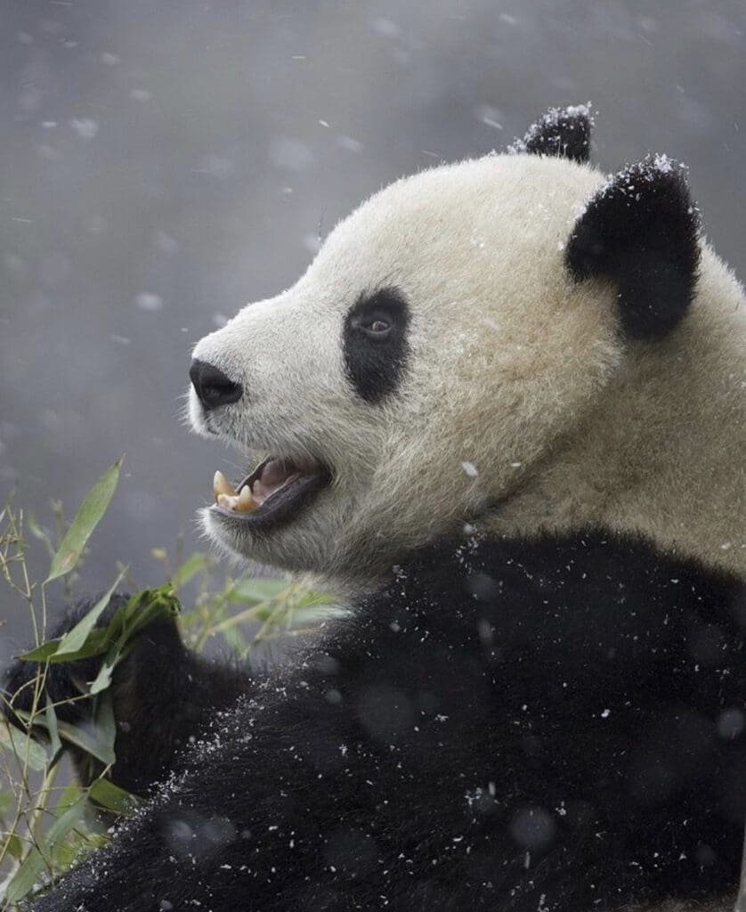 Get To Know The Panda | Wildest