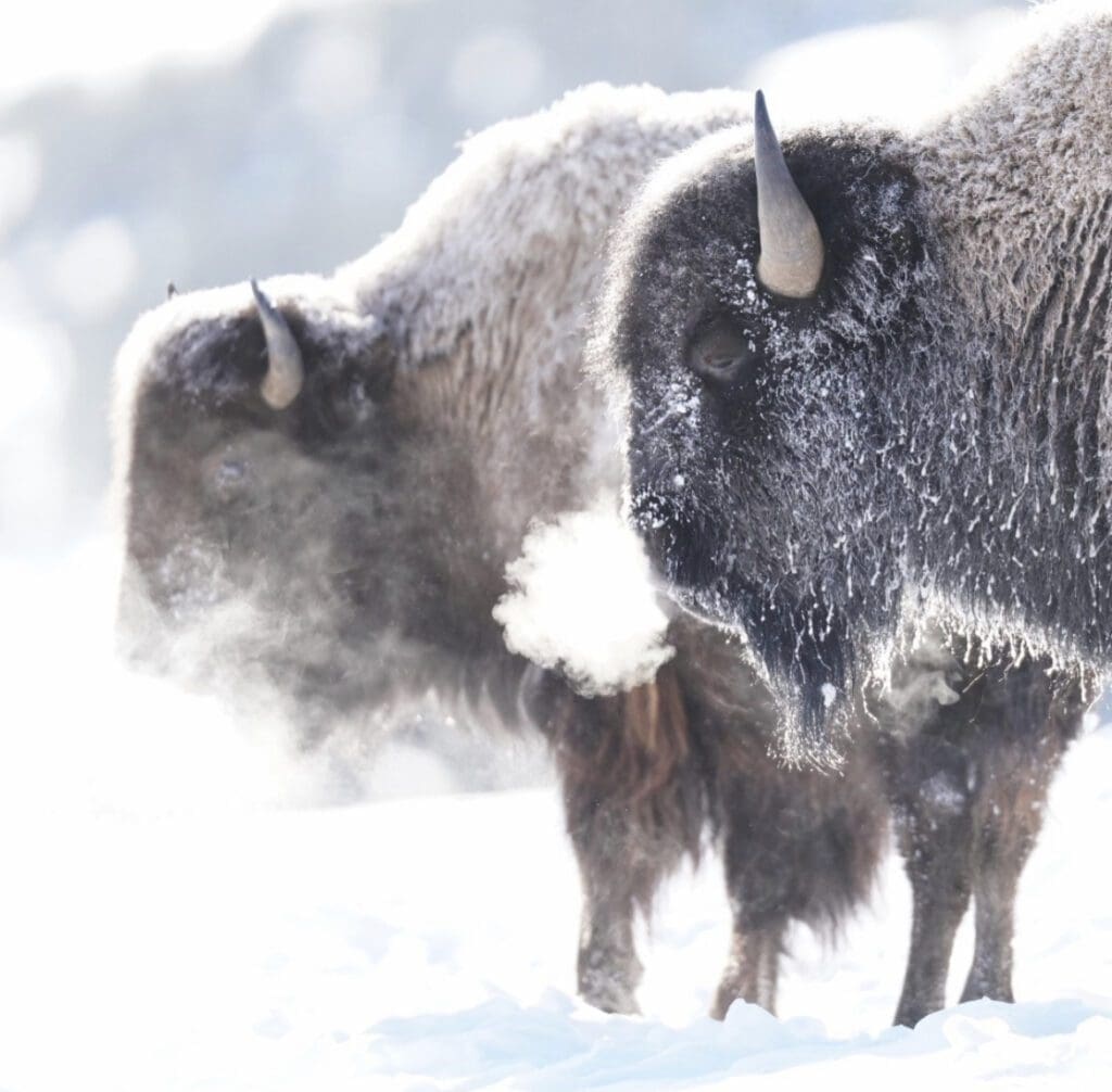 Get To Know The Bison | Wildest
