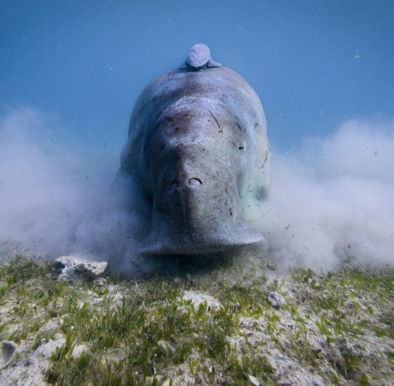 Get To Know The Dugong | Wildest