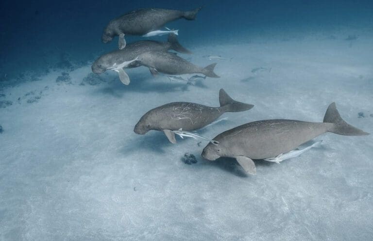 Get To Know The Dugong | Wildest