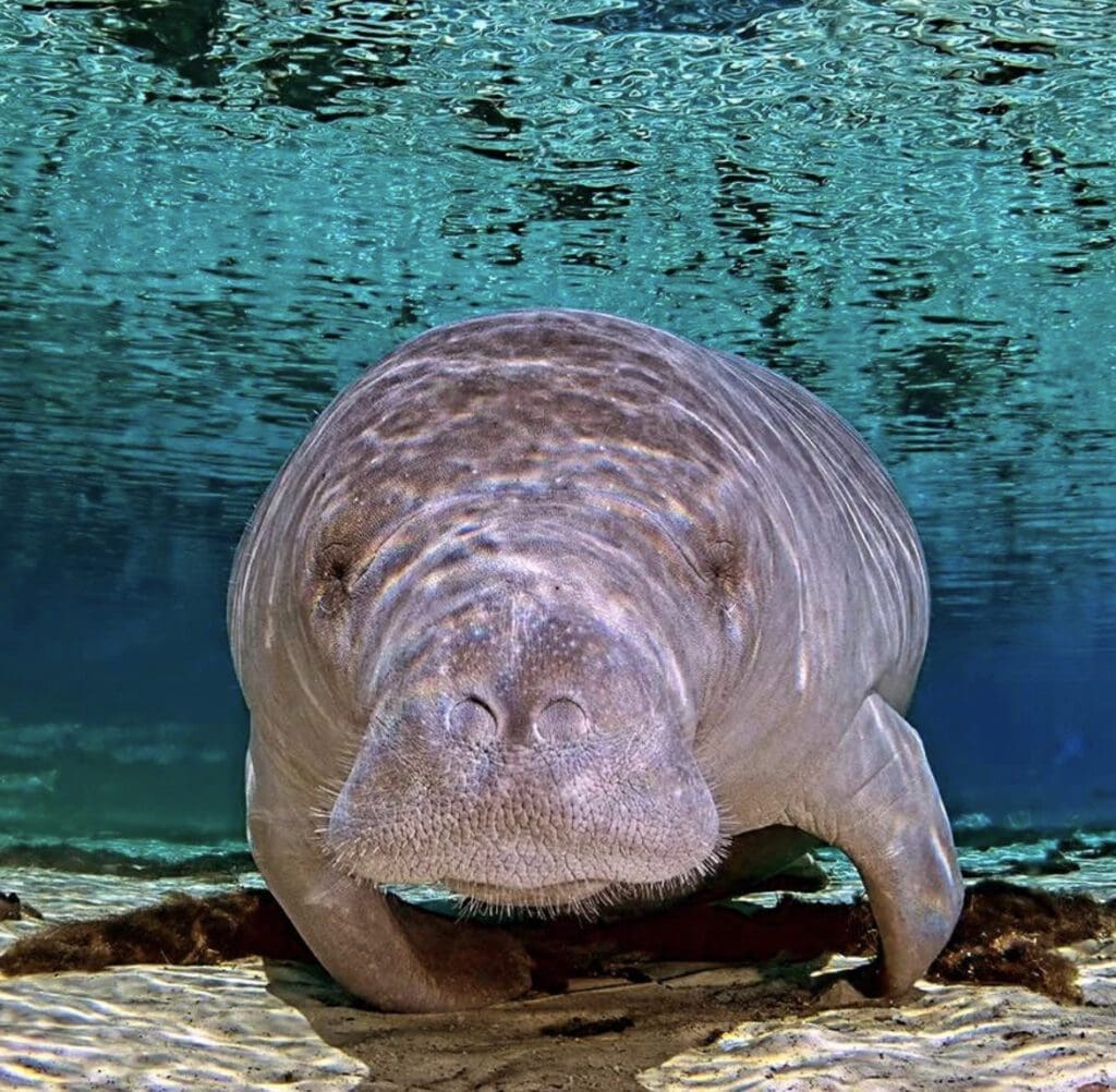 Get To Know The Manatee | Wildest
