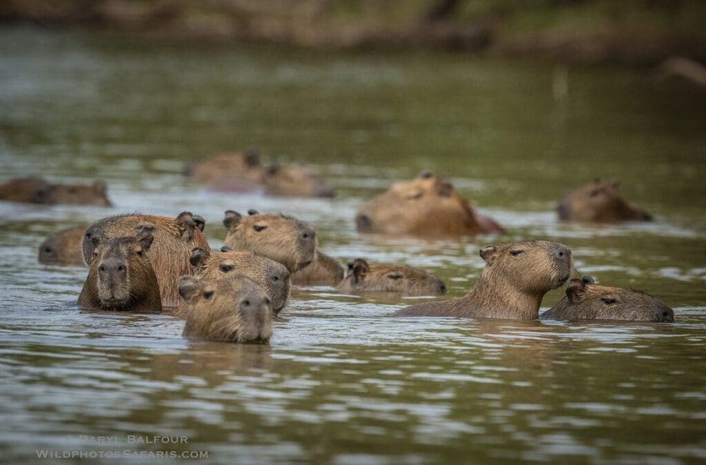 Get to Know the Capybara | Wildest