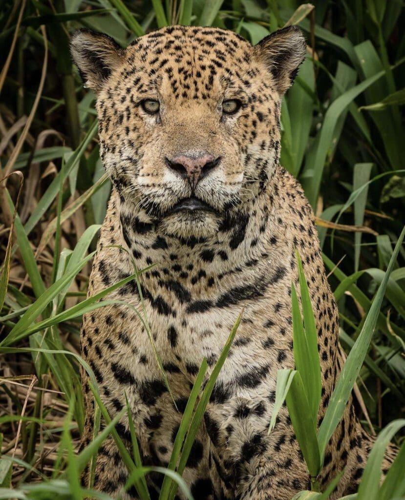 Get To Know The Jaguar | Wildest