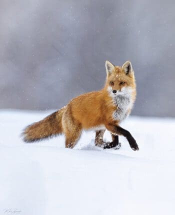 Get to Know the Red Fox | Wildest