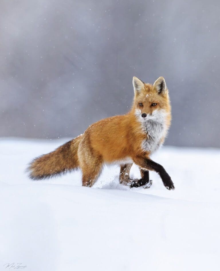 Get to Know the Red Fox | Wildest