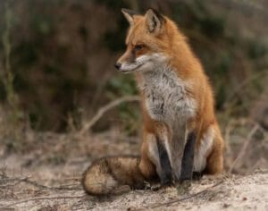 Get to Know the Red Fox | Wildest