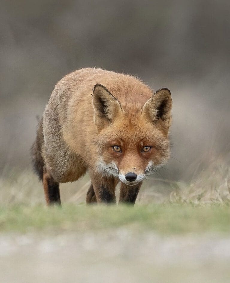 Get to Know the Red Fox | Wildest