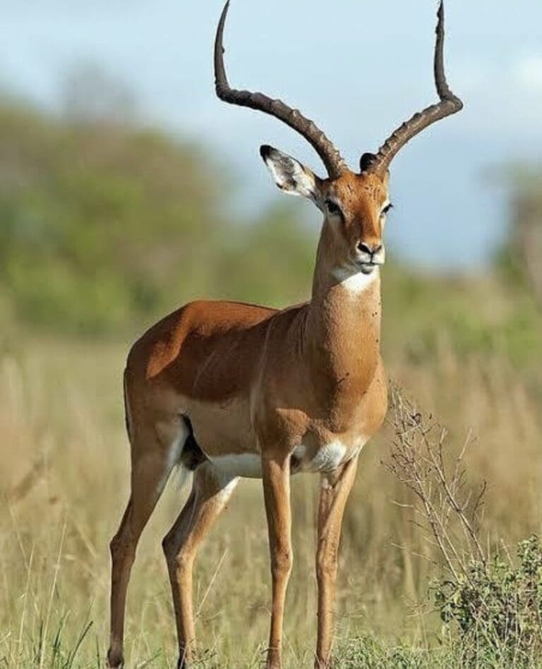20 Majestic Antelope Species in Africa | Wildest
