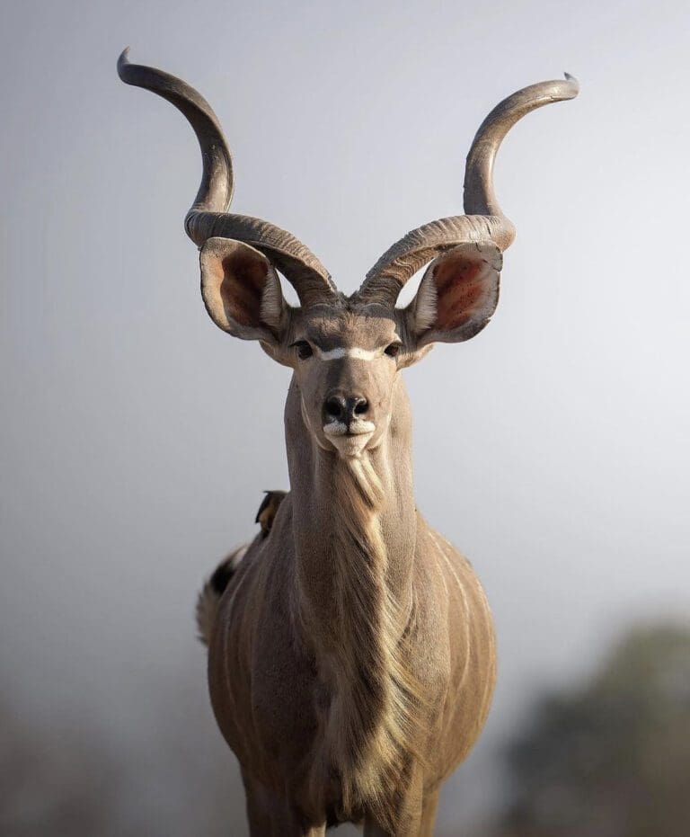 20 Majestic Antelope Species in Africa | Wildest