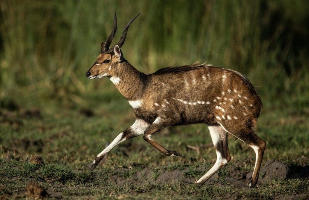 20 Majestic Antelope Species in Africa | Wildest