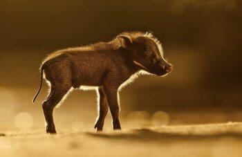 Get To Know The Warthog | Wildest