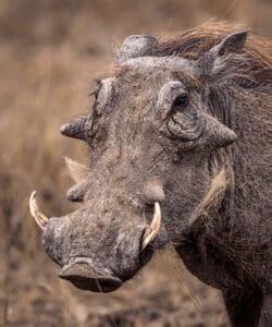 Get To Know The Warthog | Wildest