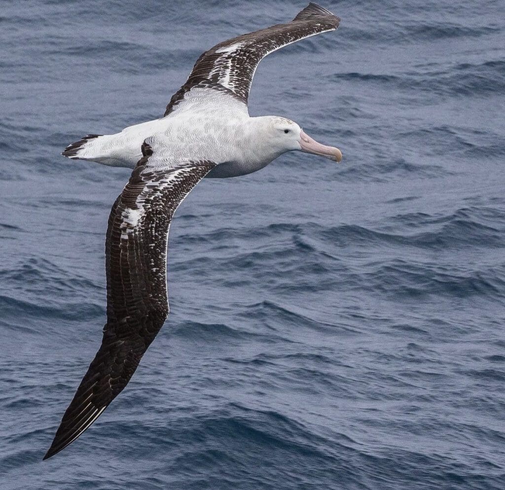 World's Largest Birds: The 10 Biggest Bird Species of all time | Wildest