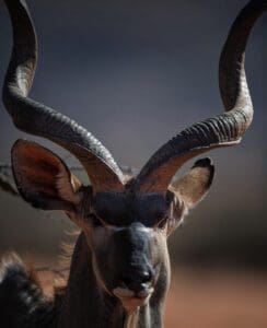 Get to Know the Kudu: Africa's Majestic Antelope | Wildest