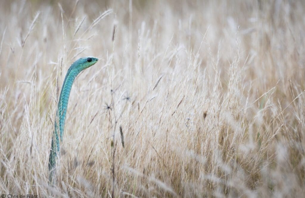 Get to Know the Boomslang | Wildest