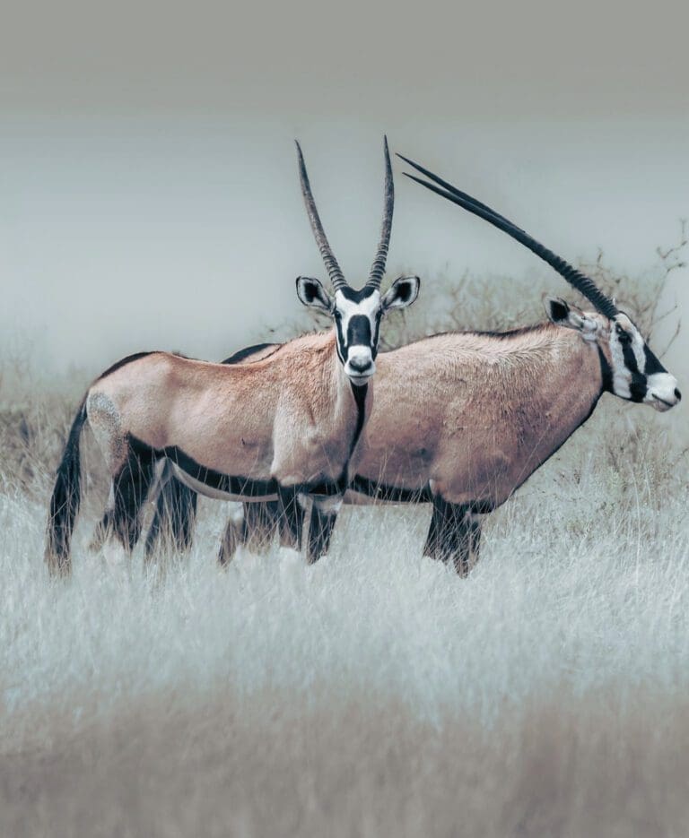 Get to Know the Gemsbok - Desert Oryx | Wildest