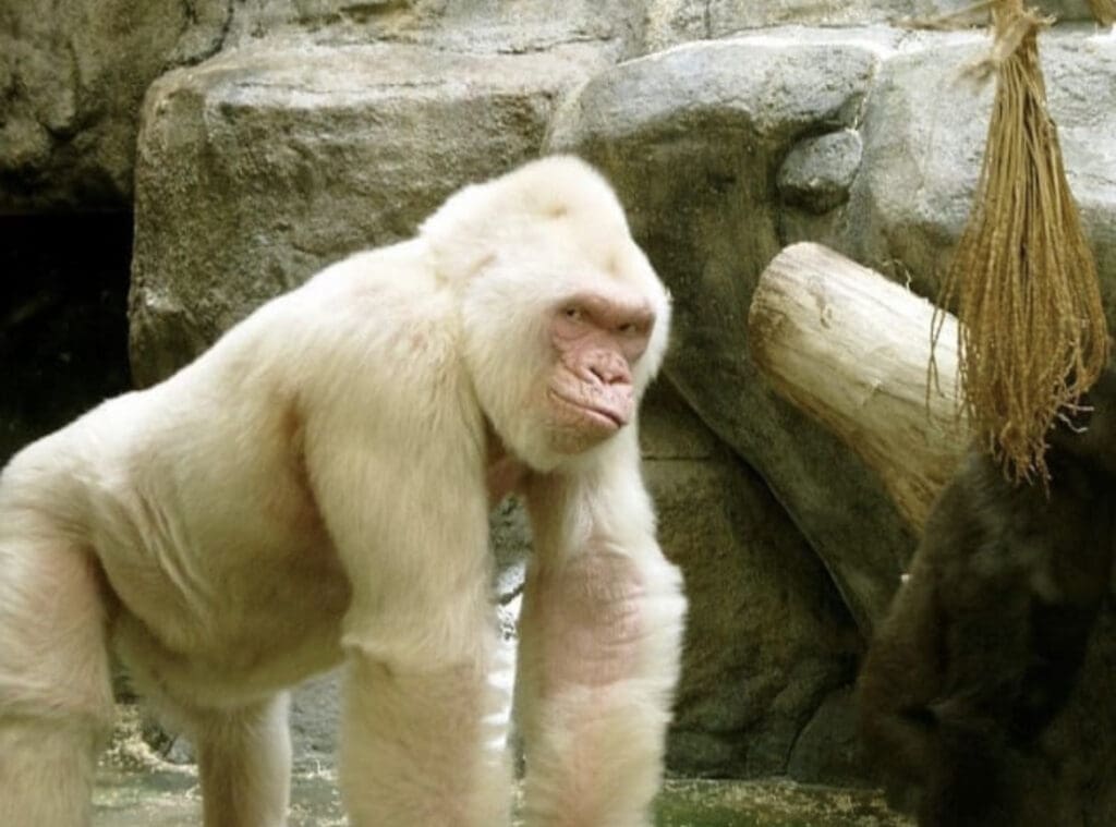 Meet Snowflake - The Legendary White Gorilla | Wildest