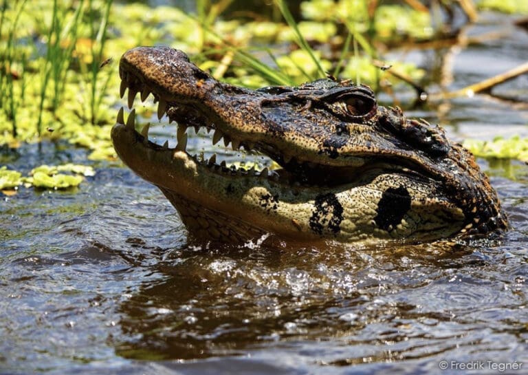 Get To Know The Black Caiman - Amazon Super Predator | Wildest