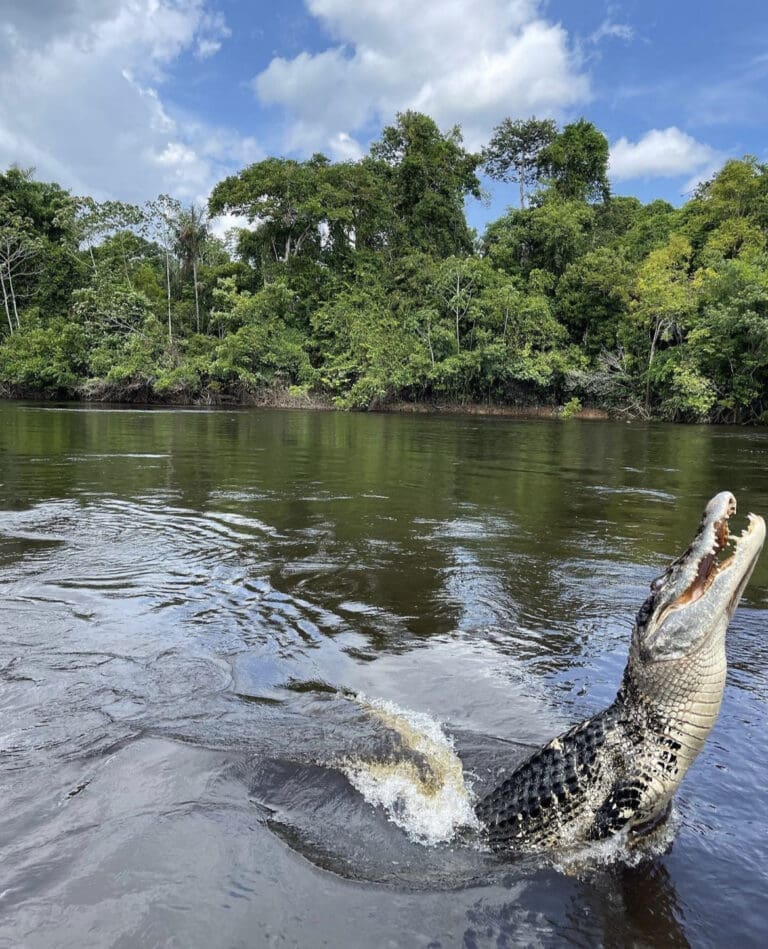 Get To Know The Black Caiman - Amazon Super Predator | Wildest