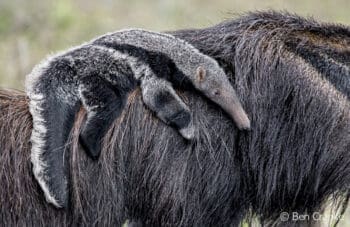 Get to Know the Giant Anteater | Wildest