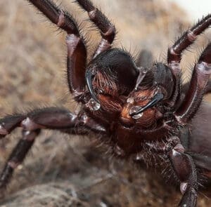 Deadly Spiders of the World - 10 Fearsome Arachnids | Wildest