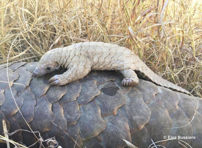 Get To Know The Pangolin | Wildest