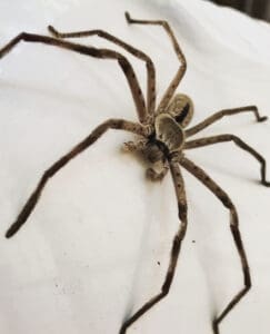 Get To Know The Huntsman Spider | Wildest