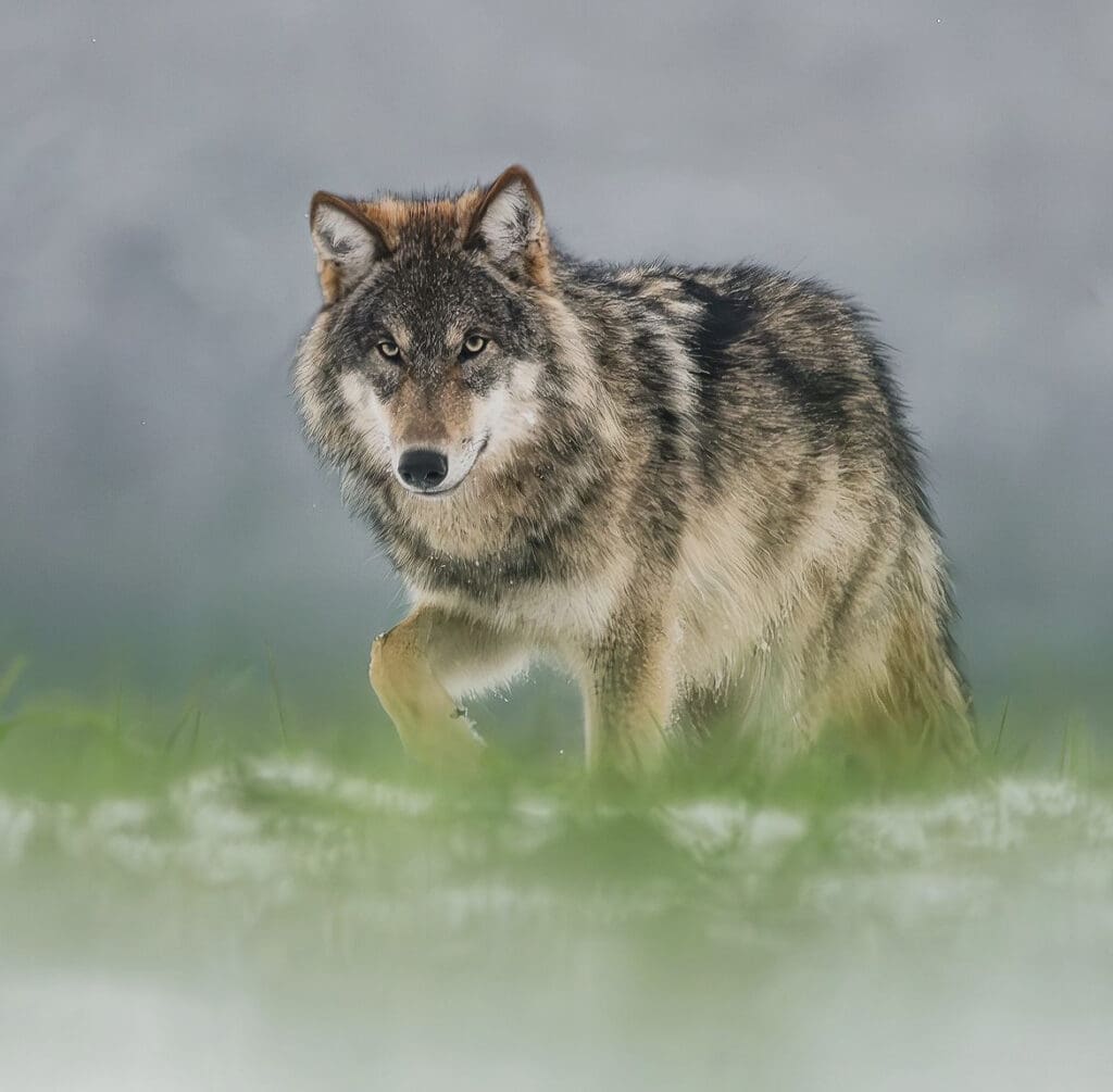 The Best Places to See the Grey Wolf in Europe | Wildest