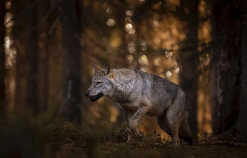 The Best Places to See the Grey Wolf in Europe | Wildest