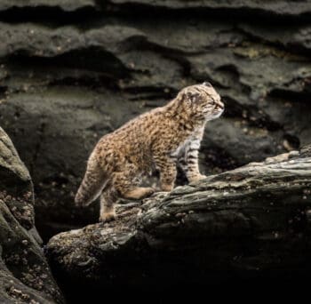 Get To Know The KodKod - Facts, Myths and Photos | Wildest