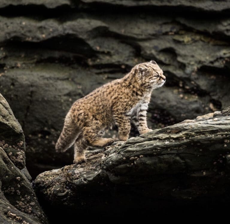 Get To Know The KodKod - Facts, Myths and Photos | Wildest