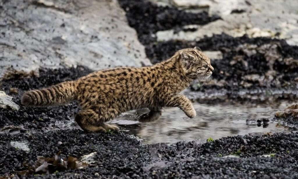 Get To Know The KodKod - Facts, Myths and Photos | Wildest