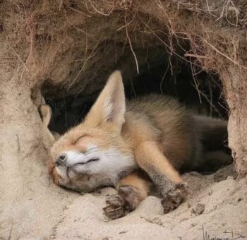 Get To Know The Fennec Fox - Facts, Myths and Photos | Wildest