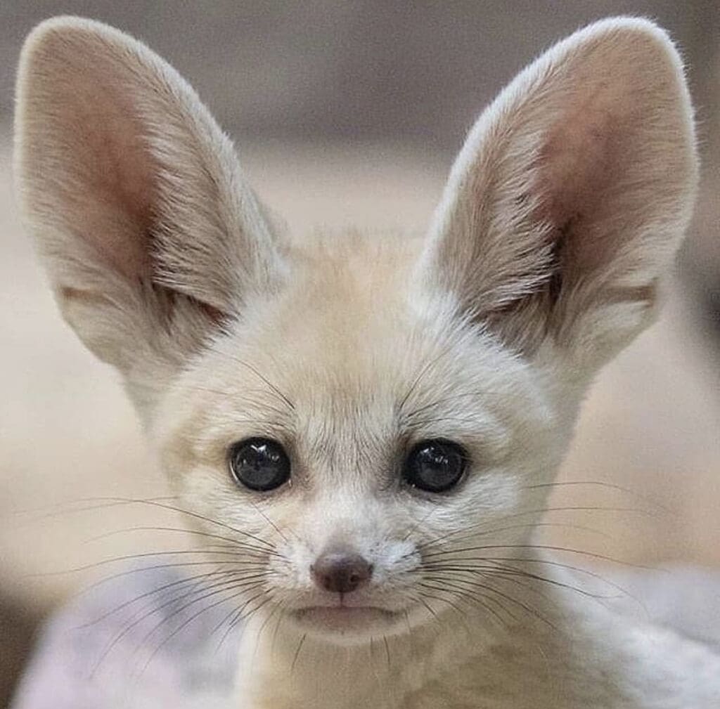 Get To Know The Fennec Fox - Facts, Myths and Photos | Wildest