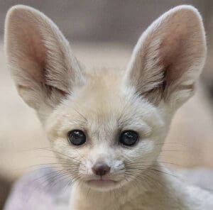 Get To Know The Fennec Fox - Facts, Myths and Photos | Wildest