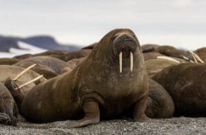Get to Know The Walrus - Facts, Myths and Photos | Wildest