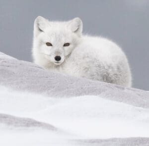 Get to know The Arctic Fox - Facts, Myths and Photos | Wildest
