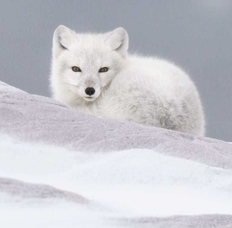 Get to know The Arctic Fox - Facts, Myths and Photos | Wildest