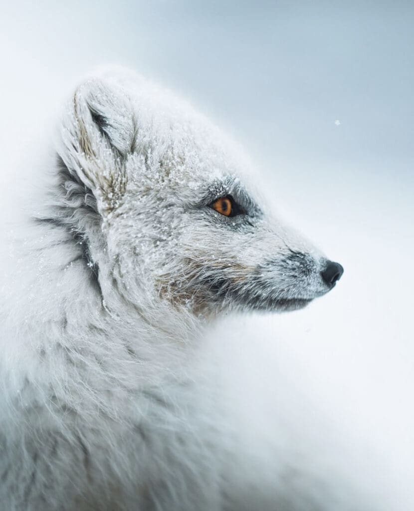 Get to know The Arctic Fox - Facts, Myths and Photos | Wildest